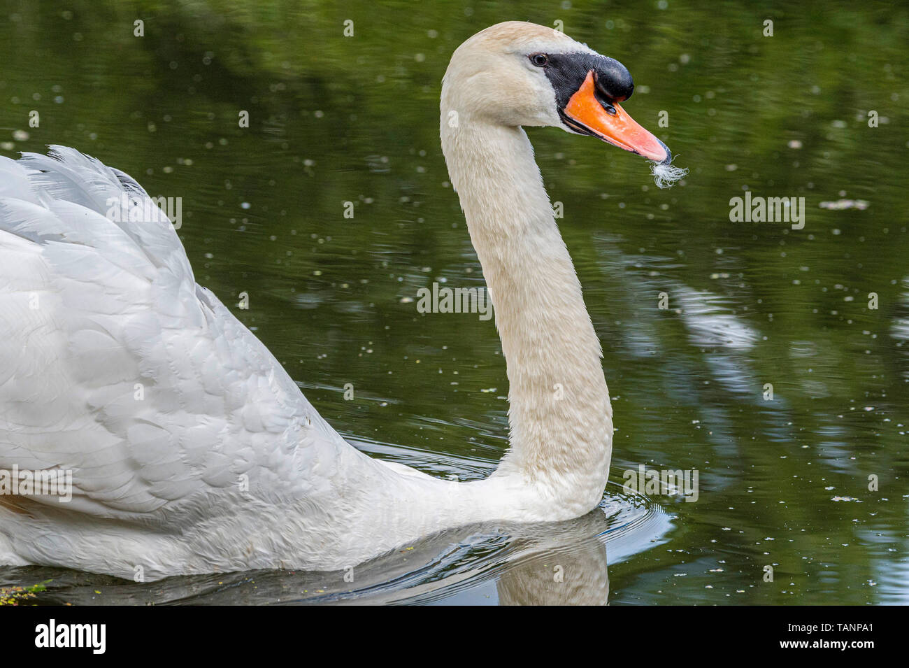 Male Swan, cob, mute swan Stock Photo - Alamy