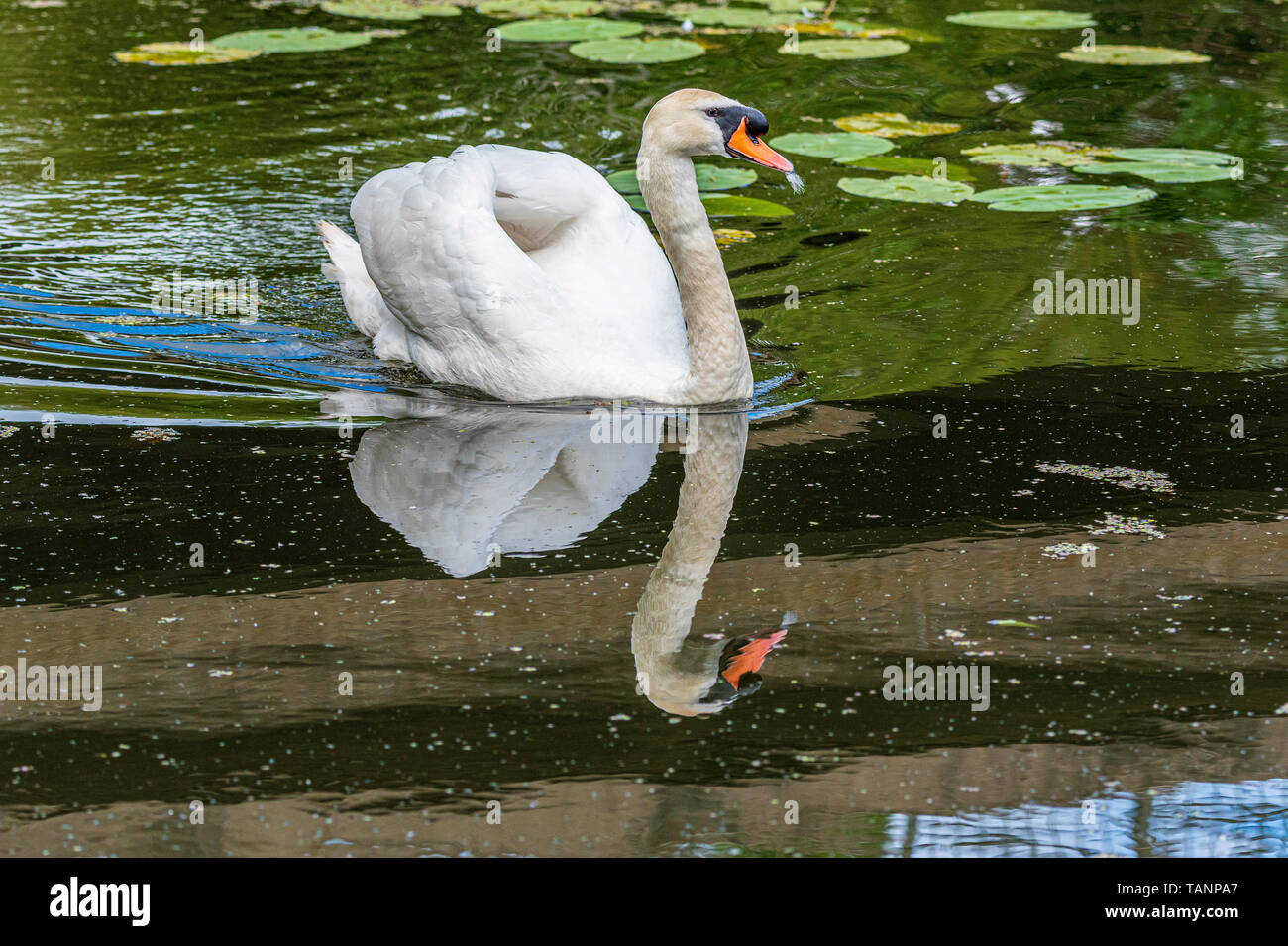Male Swan, cob, mute swan Stock Photo - Alamy
