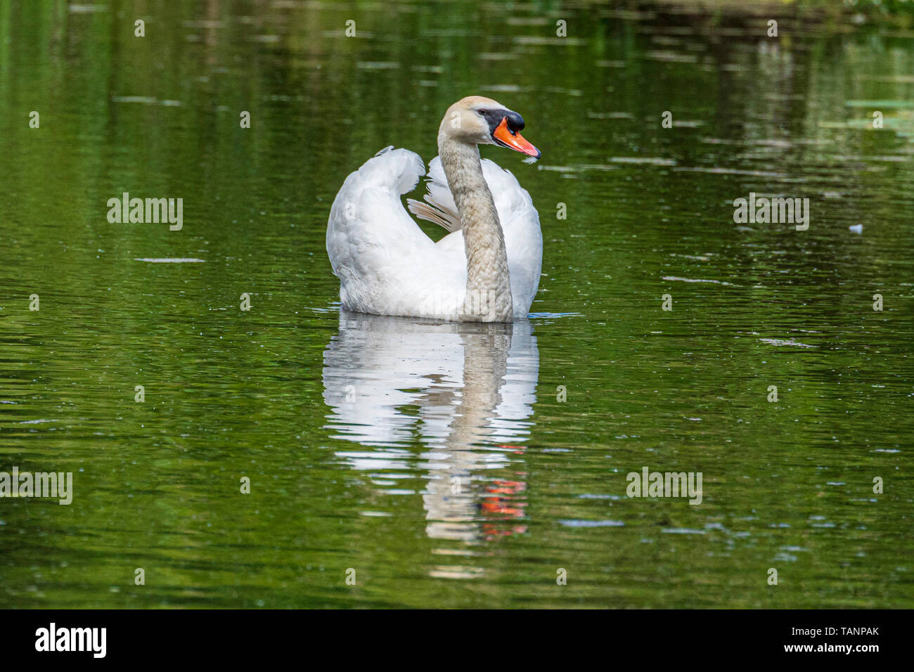 Male Swan, cob, mute swan Stock Photo - Alamy