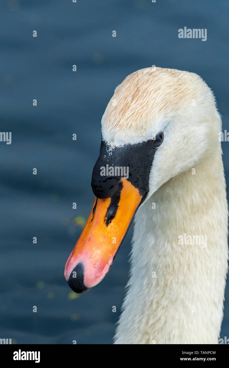 Male Swan, cob, mute swan Stock Photo - Alamy