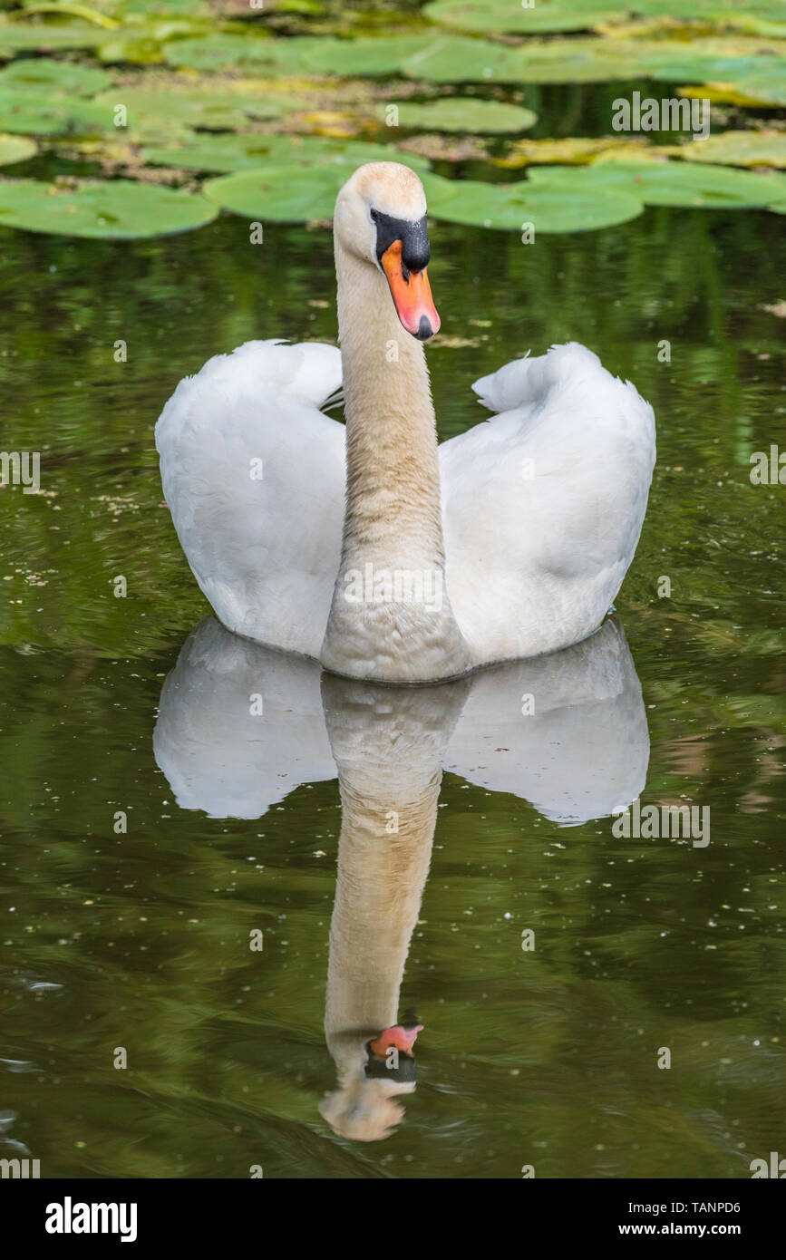 Male Swan, cob, mute swan Stock Photo - Alamy