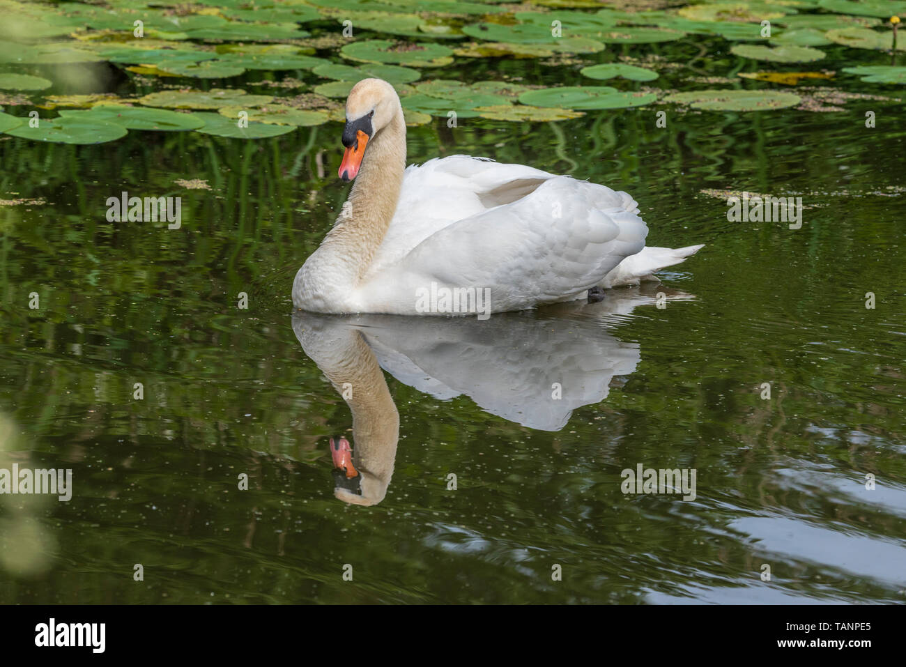 Male swan hi-res stock photography and images - Alamy