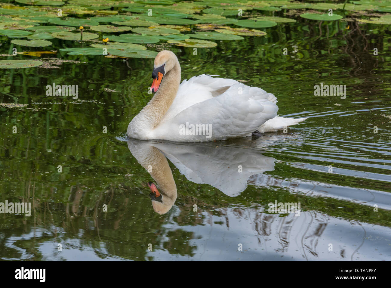 Male swan hi-res stock photography and images - Alamy