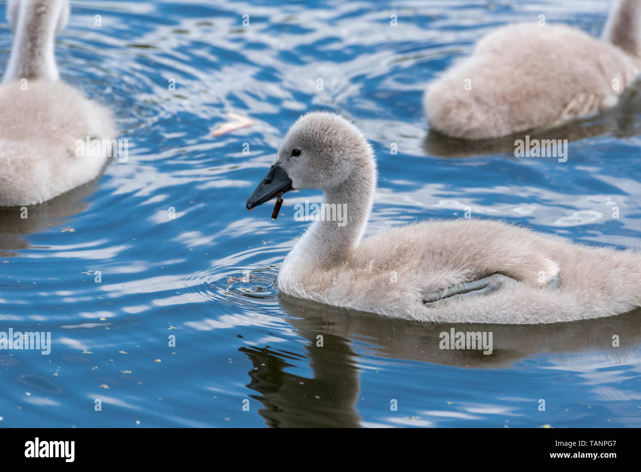 Swans and goslings Stock Photo - Alamy