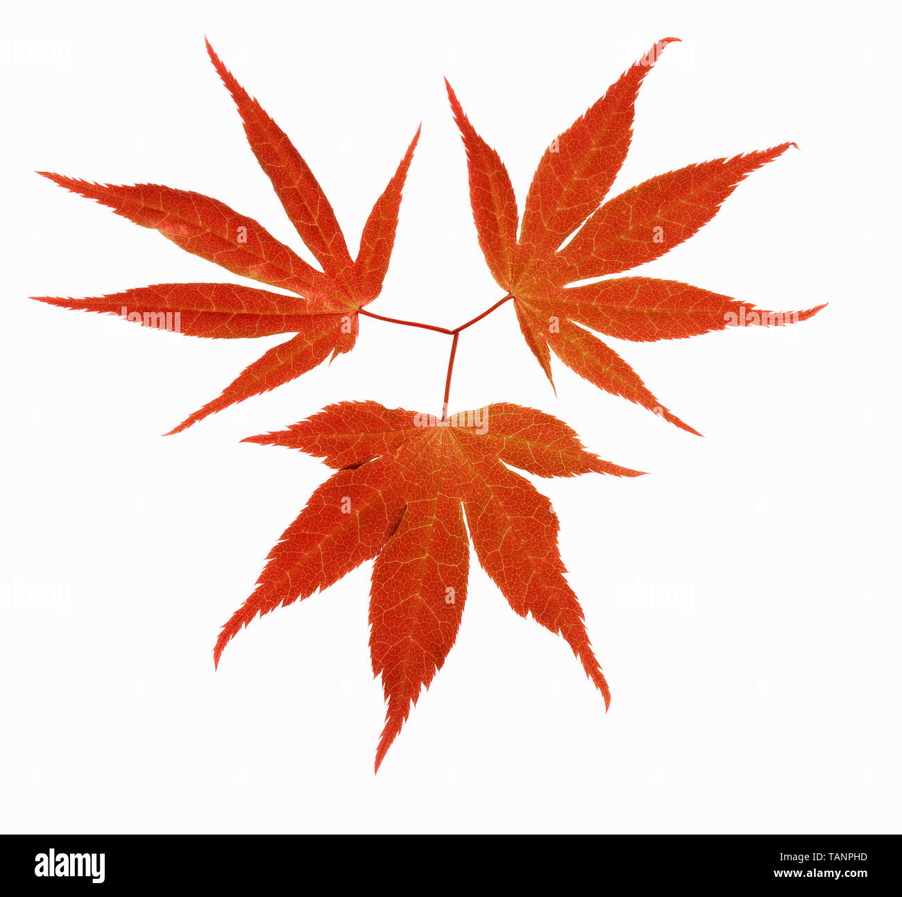 Acer palmatum Cut Out Stock Images & Pictures - Alamy