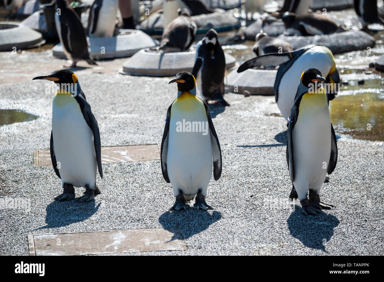 Bachelor group of king penguins (Aptenodytes patagonicus) in penguin ...