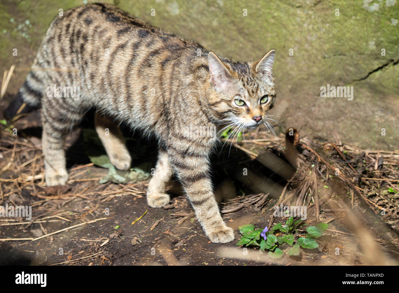 Scottish wildcat (Felis silvestris) at Edinburgh Zoo, Scotland, UK ...