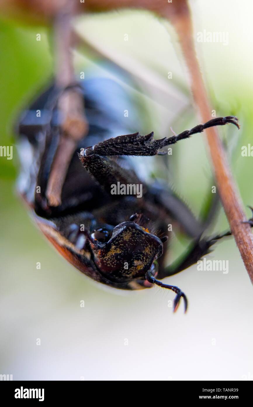 Vertical close-up of a beetle in a branch from the front Stock Photo ...