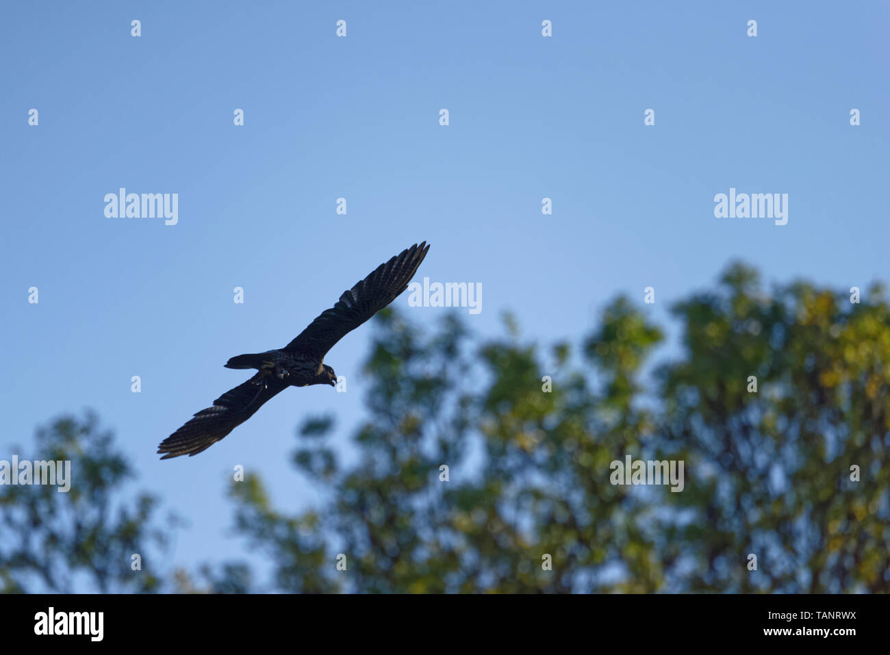 Sakerfalke hi-res stock photography and images - Alamy