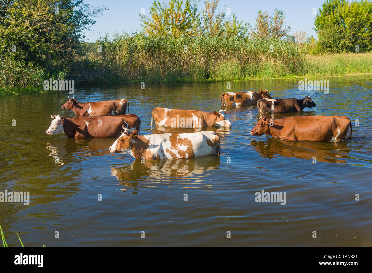 Bathing of cattle hi-res stock photography and images - Alamy