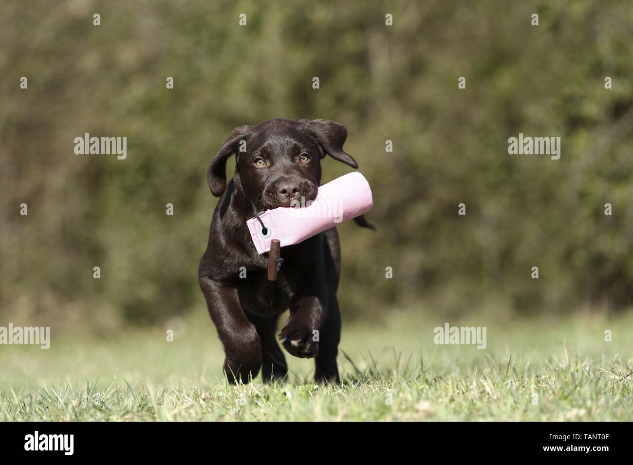running Labrador Retriever Puppy Stock Photo - Alamy
