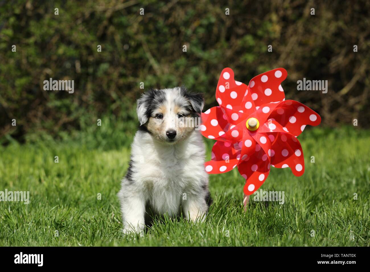 American Collie Puppy Stock Photo - Alamy