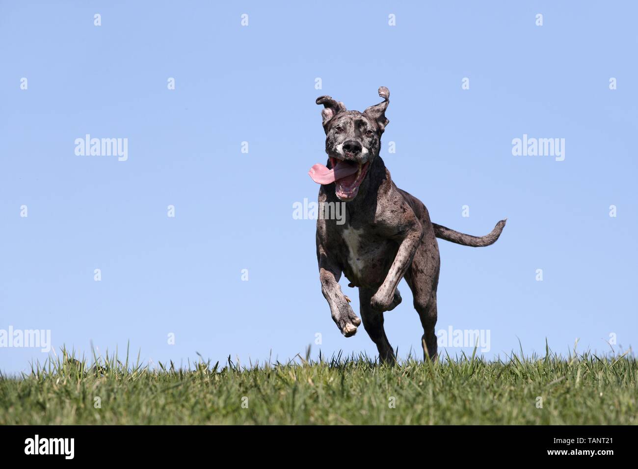 Great Dane High Resolution Stock Photography and Images - Alamy