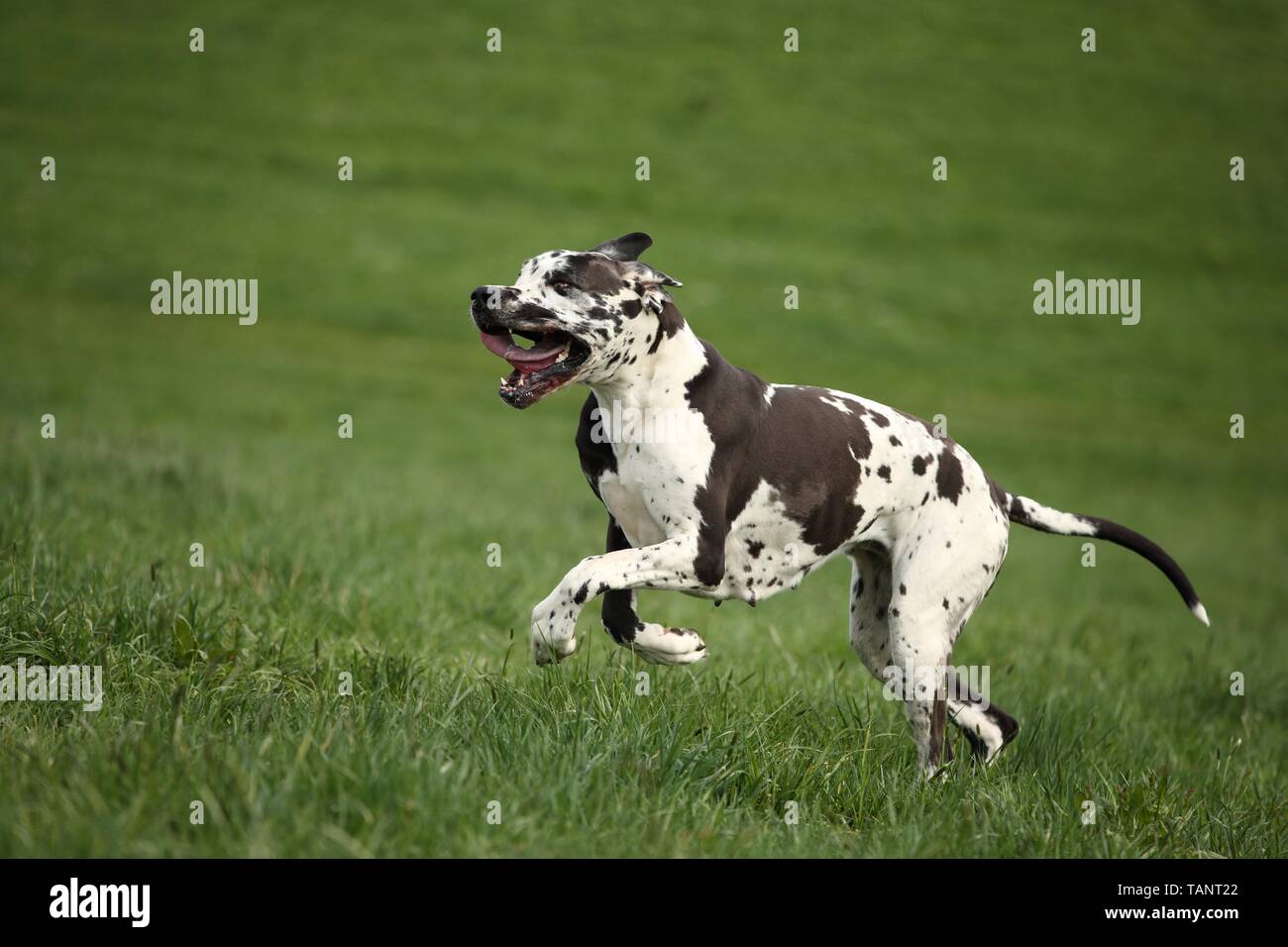 Great Dane High Resolution Stock Photography and Images - Alamy