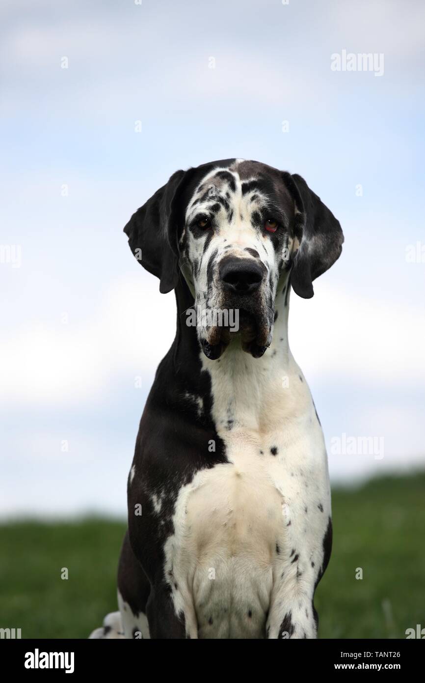 Great Dane Portrait Stock Photo - Alamy