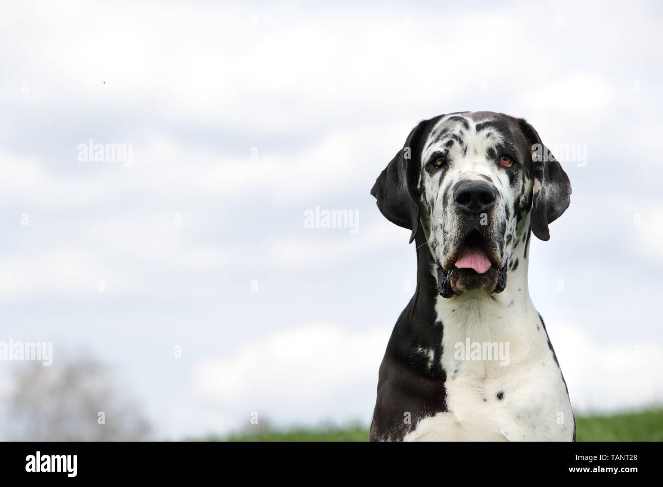 Great Dane Portrait Stock Photo - Alamy