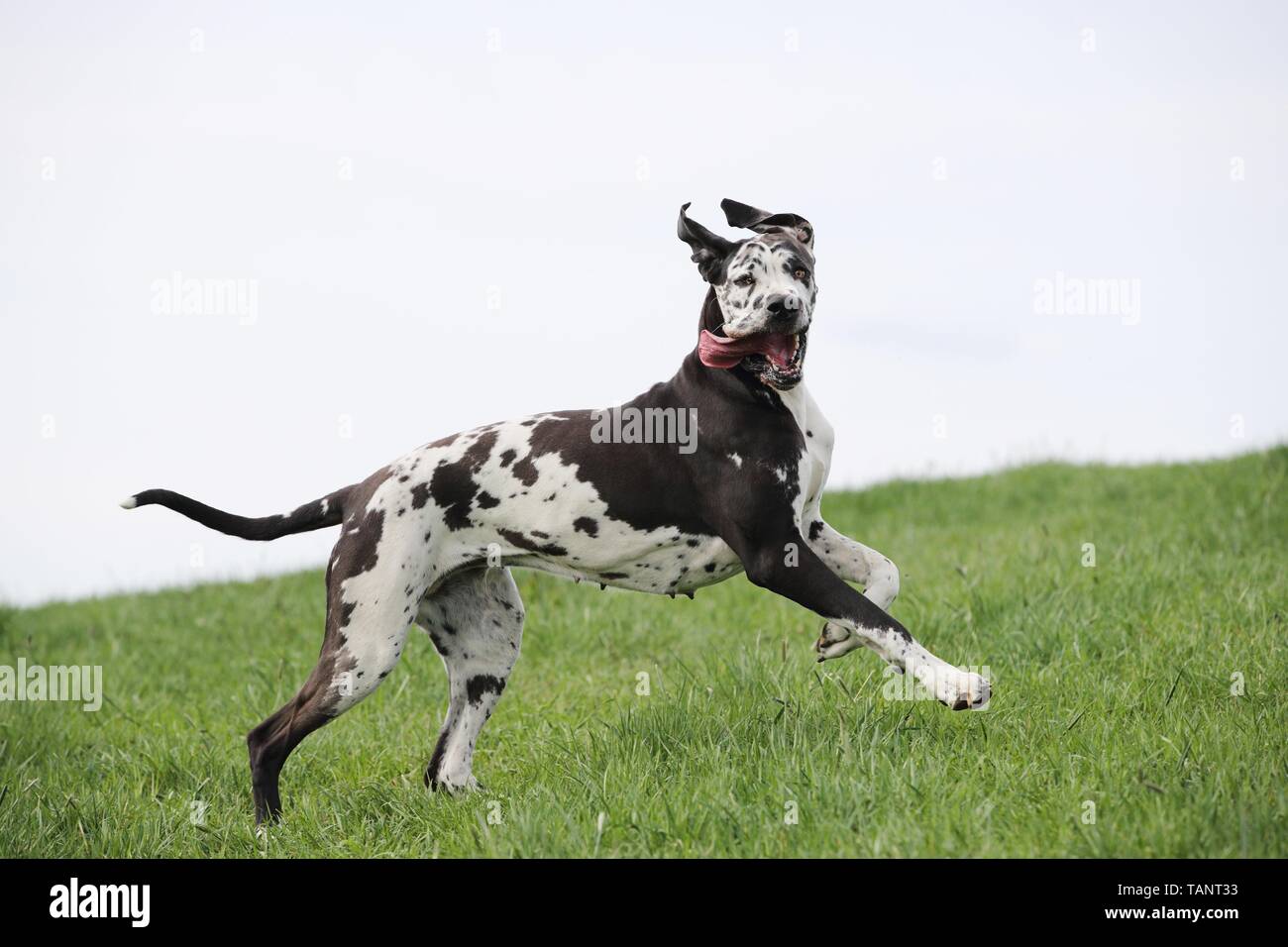 running Great Dane Stock Photo - Alamy