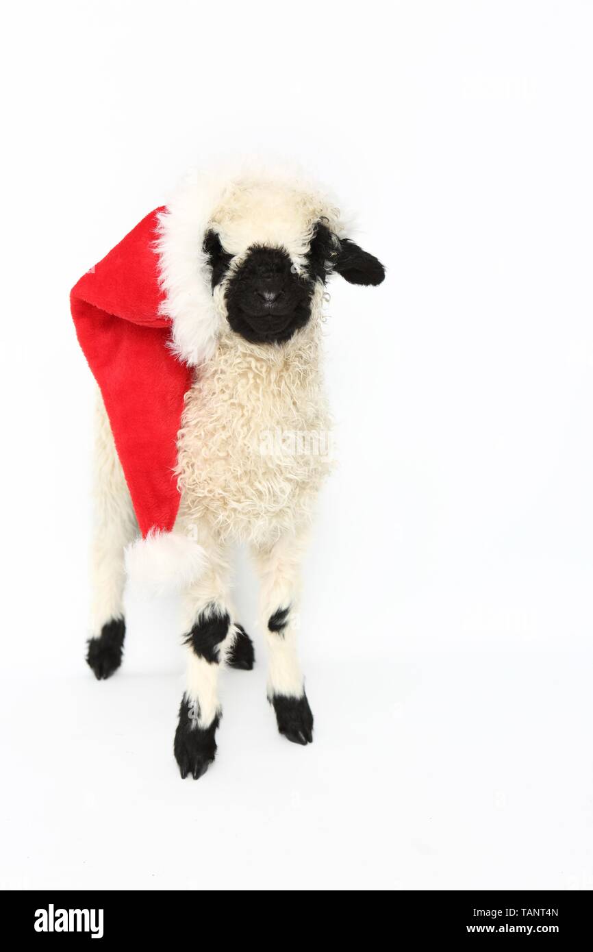 Blacknose sheep Cut Out Stock Images & Pictures - Alamy