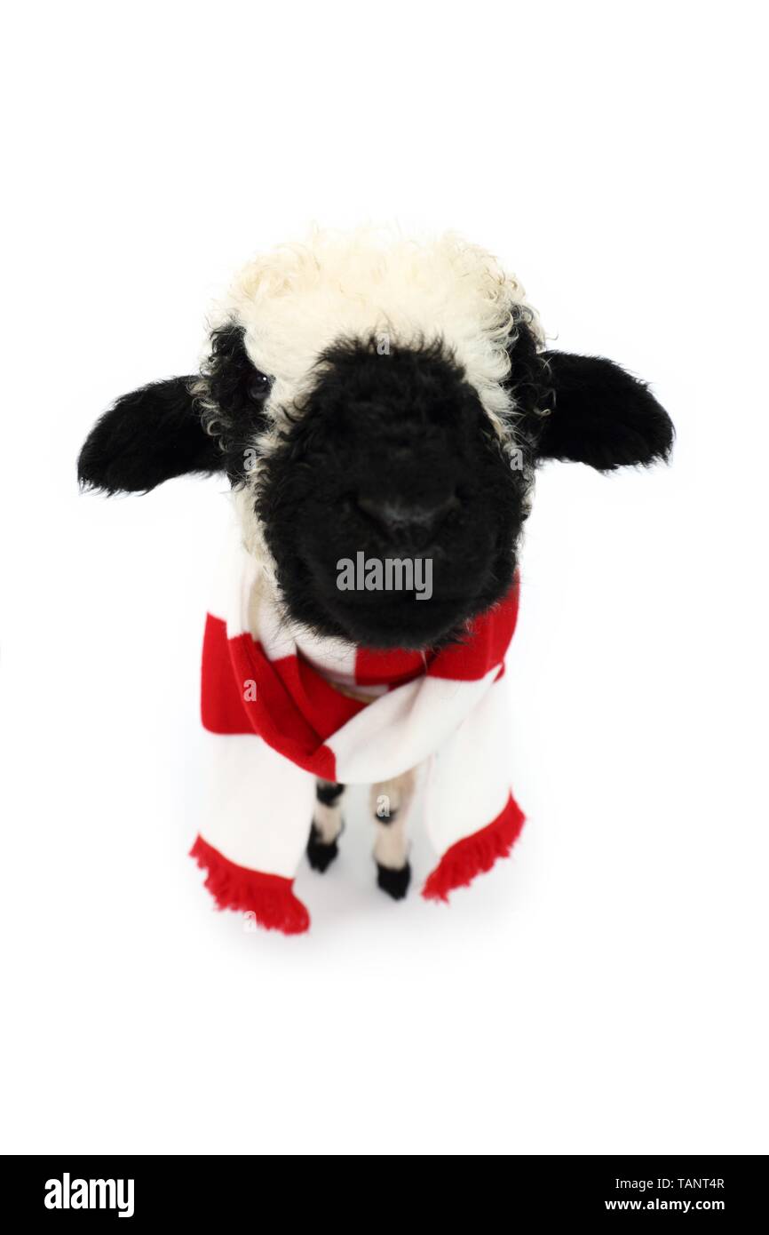 Blacknose sheep Cut Out Stock Images & Pictures - Alamy