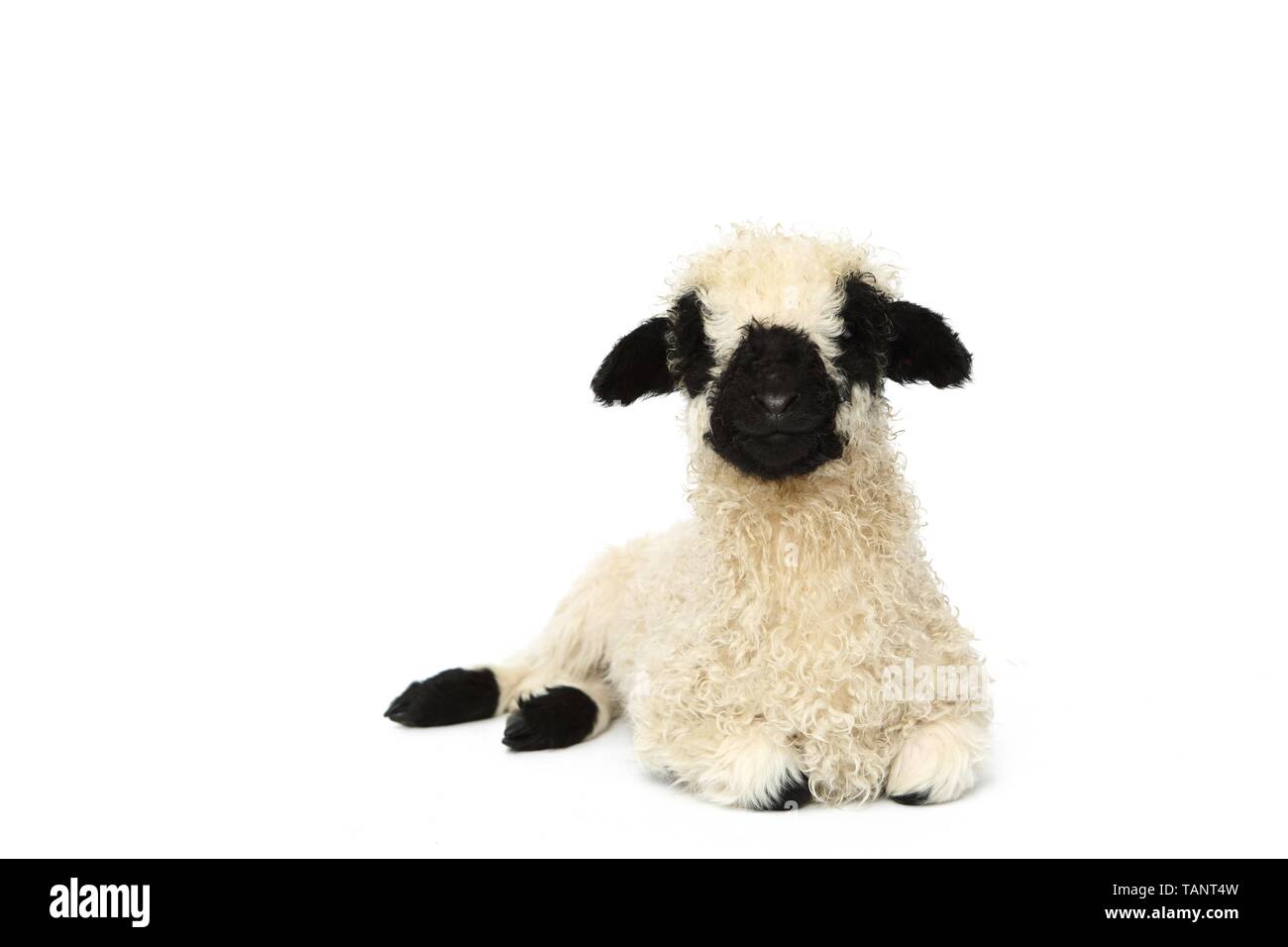 Male lamb Cut Out Stock Images & Pictures - Alamy