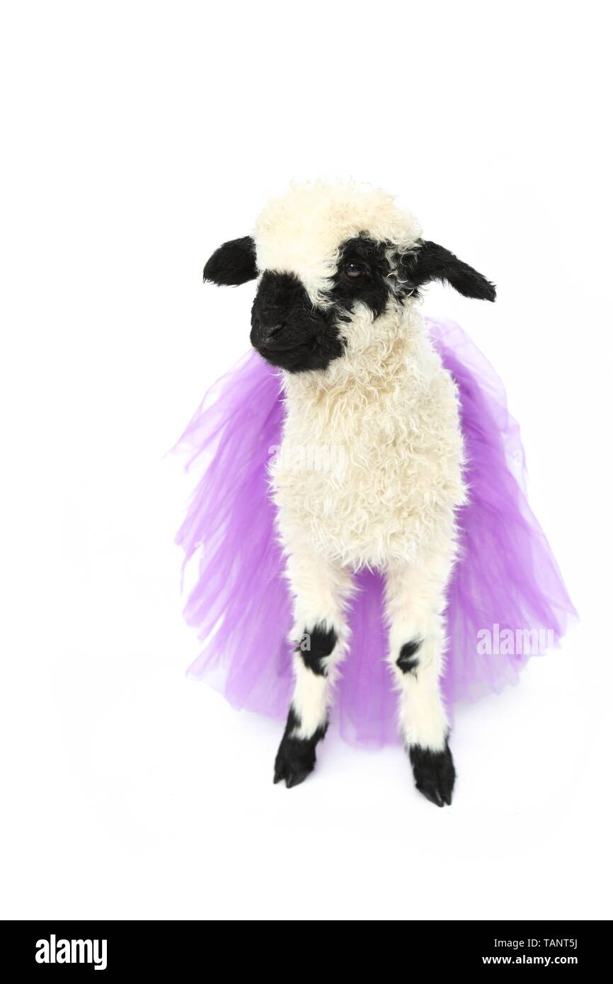 Blacknose sheep Cut Out Stock Images & Pictures - Alamy