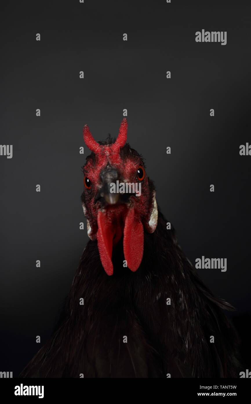 La Fleche Chicken in front of black background Stock Photo - Alamy