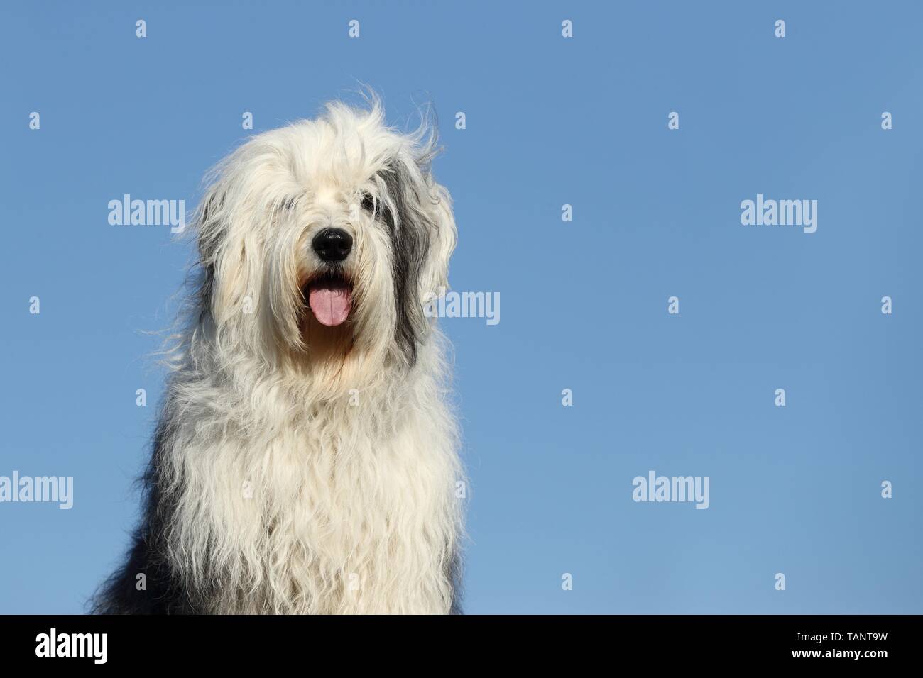 Old English Sheepdog Portrait Stock Photo - Alamy