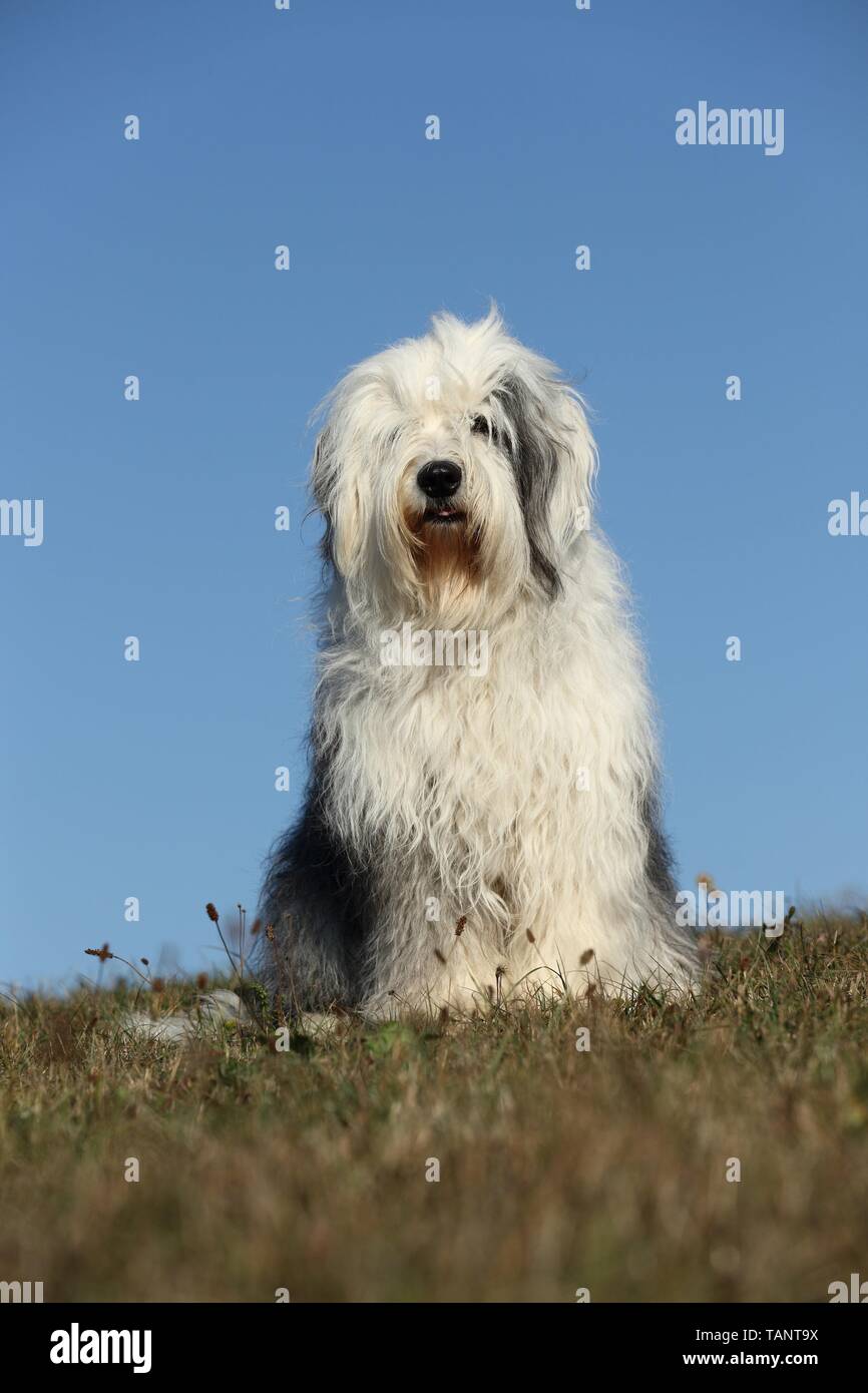 sitting Old English Sheepdog Stock Photo - Alamy