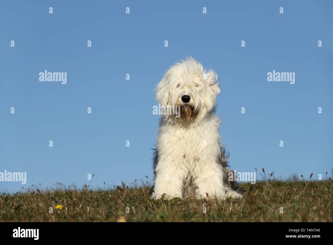 Old english sheepdog sitting hi-res stock photography and images - Alamy