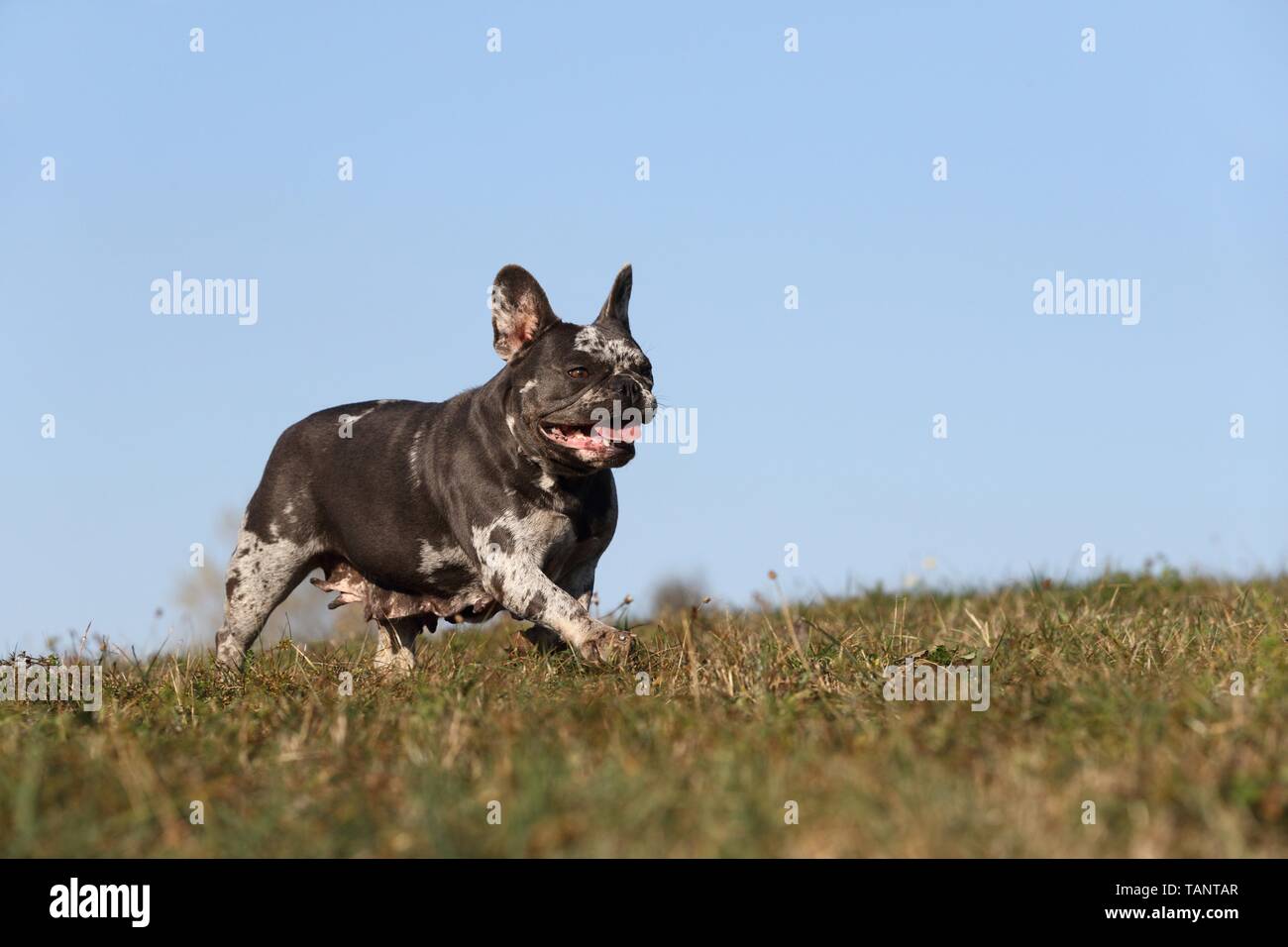 running French Bulldog Stock Photo - Alamy