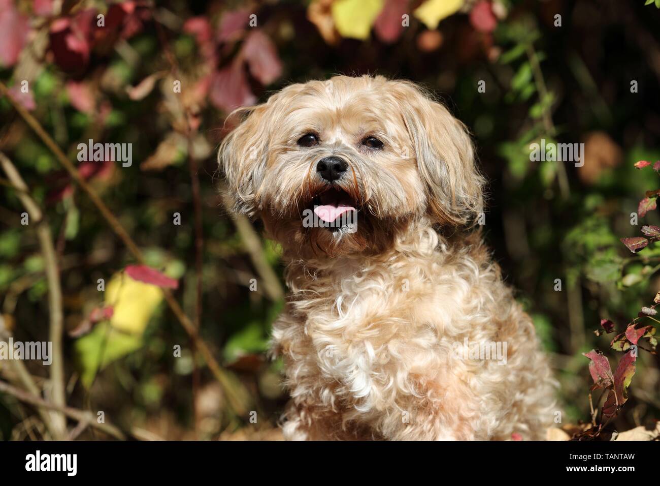 Bolonka Zwetna Portrait Stock Photo - Alamy