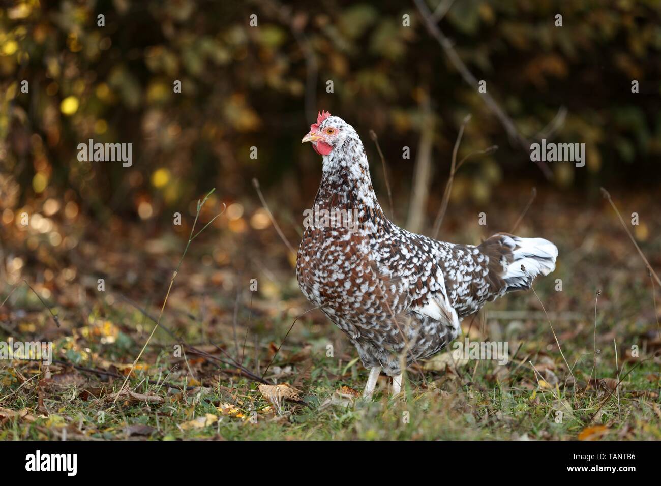 Swedish chicken hi-res stock photography and images - Alamy