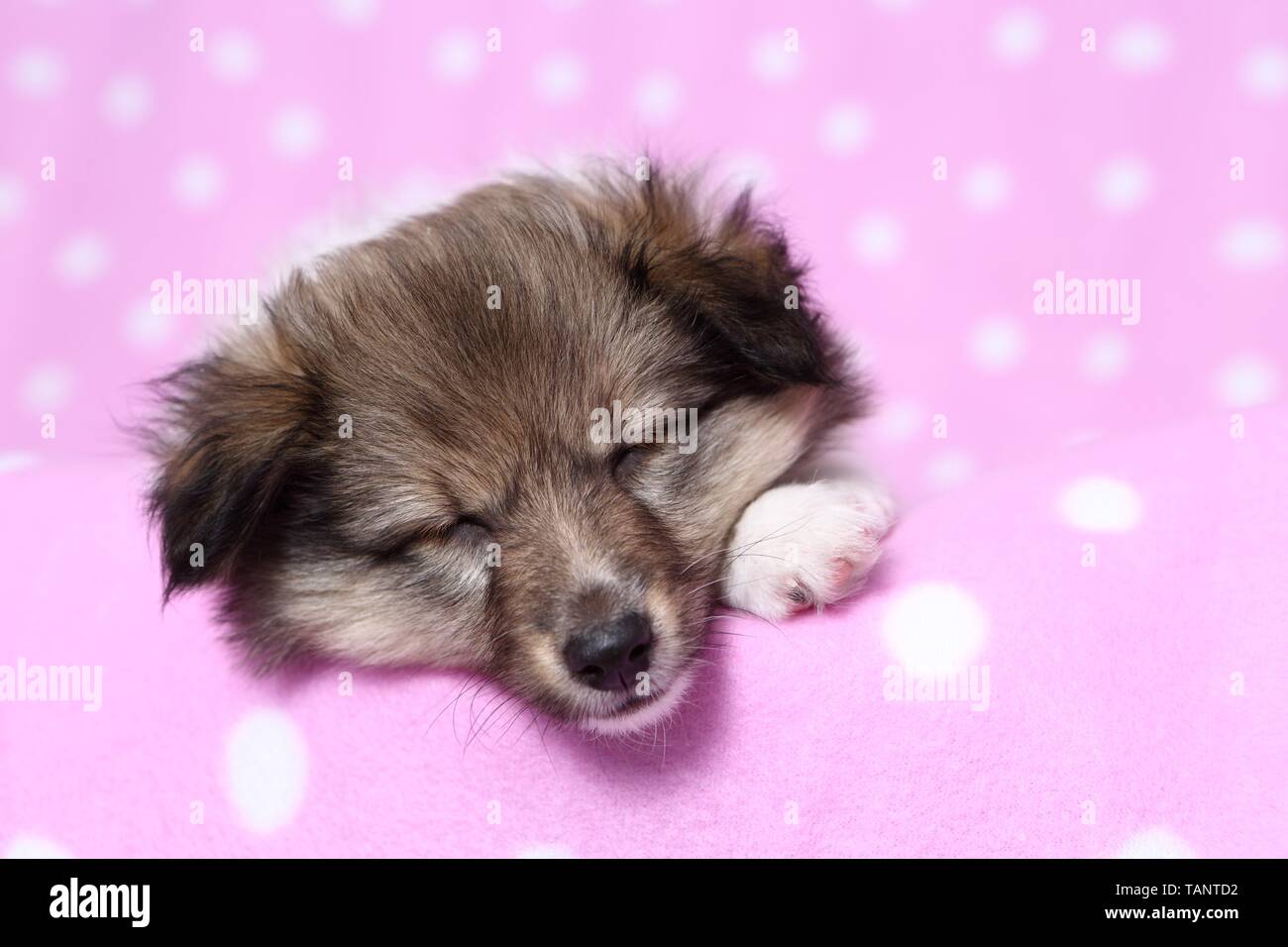 sleeping Shetland Sheepdog puppy Stock Photo - Alamy