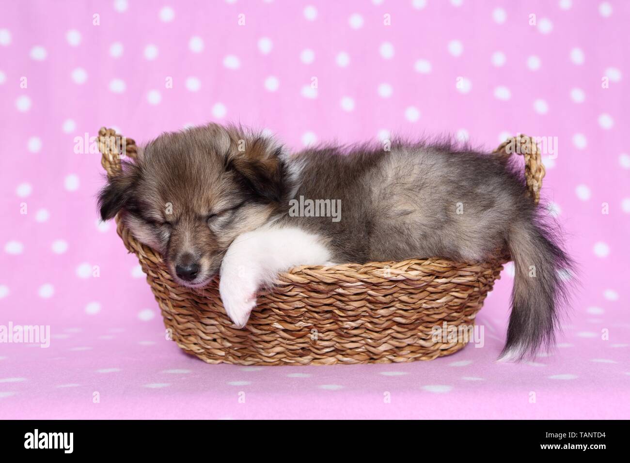 sleeping Shetland Sheepdog puppy Stock Photo - Alamy