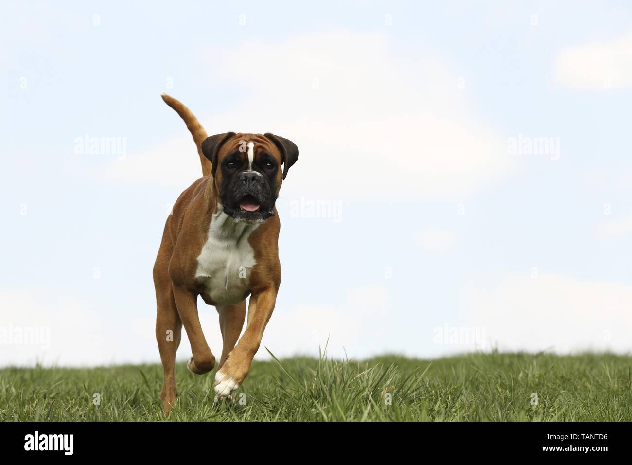 running German Boxer Stock Photo - Alamy