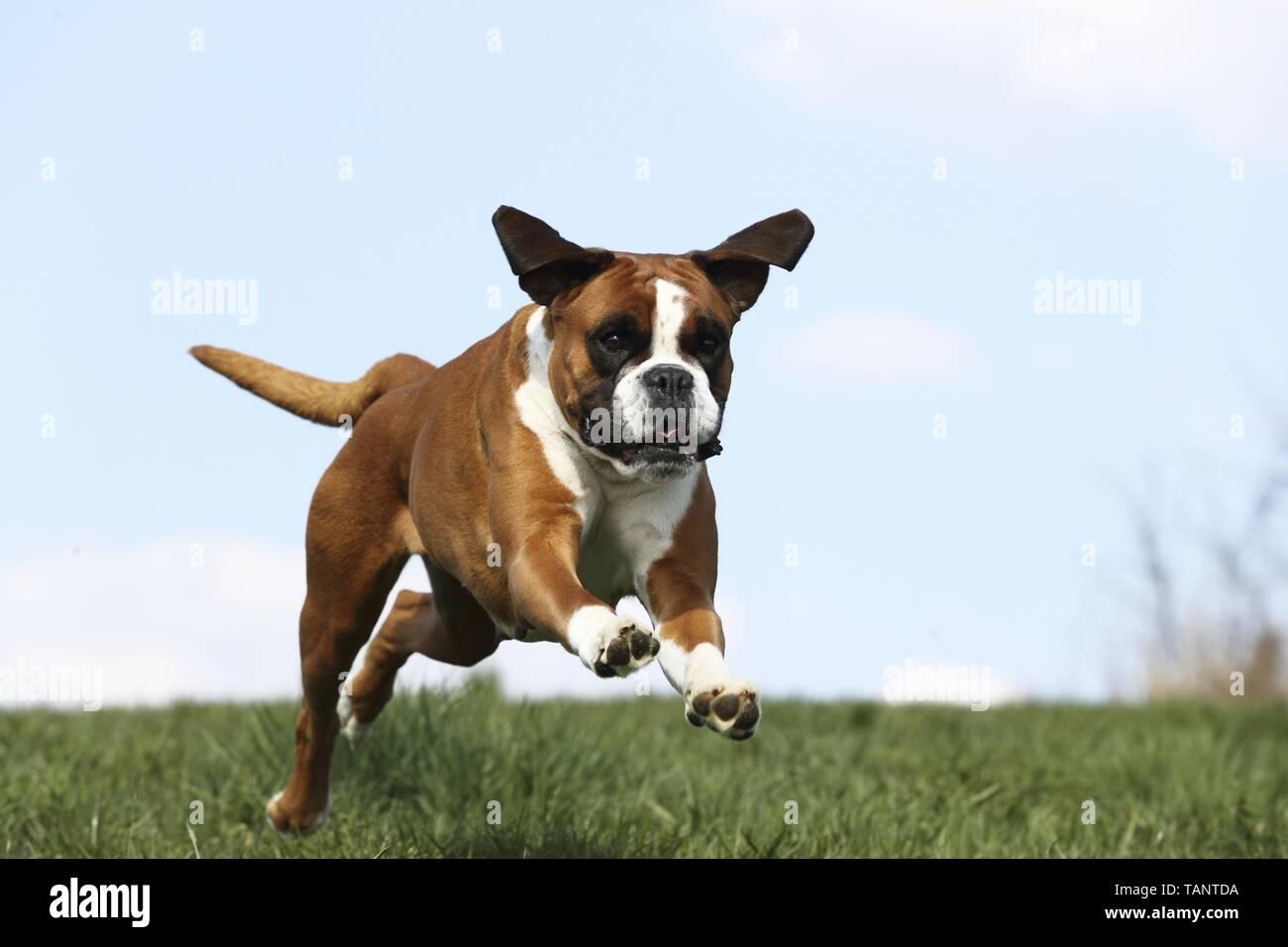 running German Boxer Stock Photo - Alamy