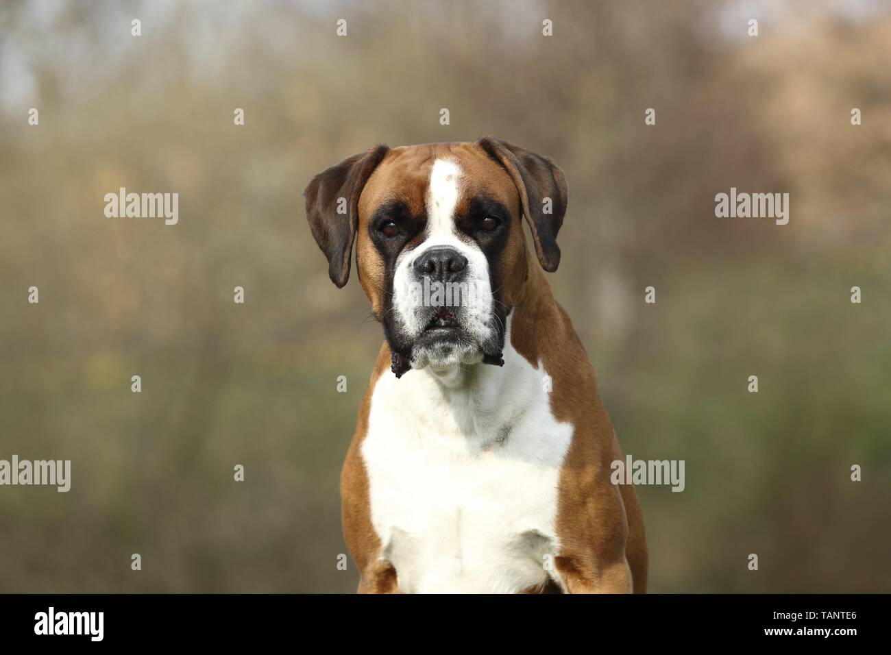 German Boxer Portrait Stock Photo - Alamy