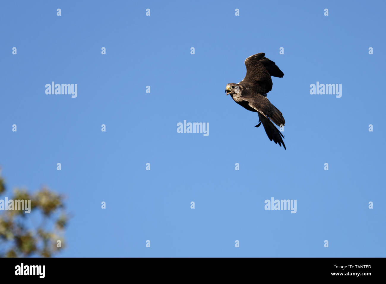Saker Falcon, falco cherrug, Adult in Flight Stock Photo - Alamy