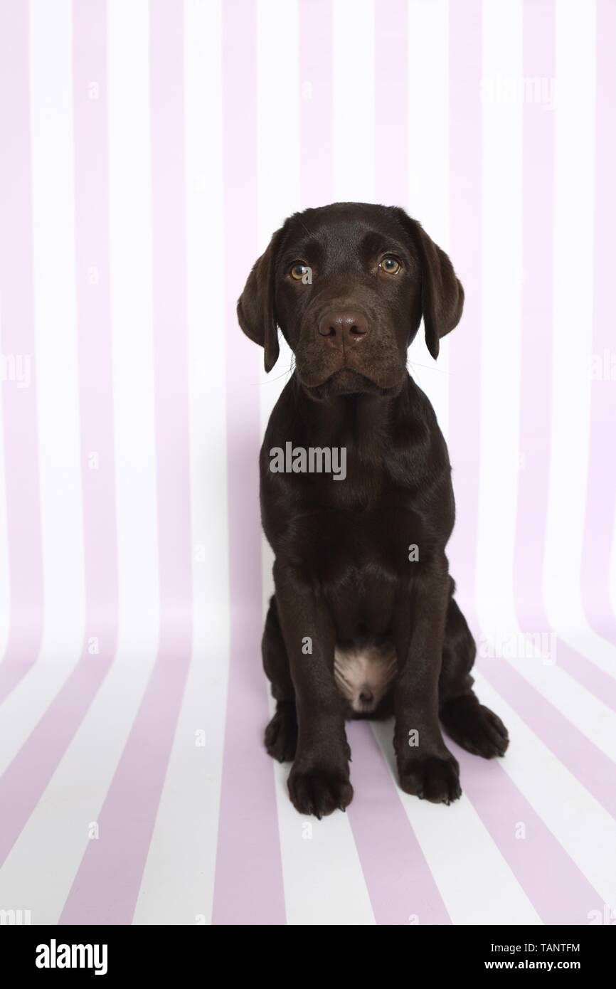 sitting Labrador Retriever Puppy Stock Photo - Alamy