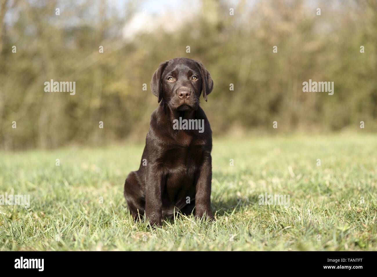 sitting Labrador Retriever Puppy Stock Photo - Alamy