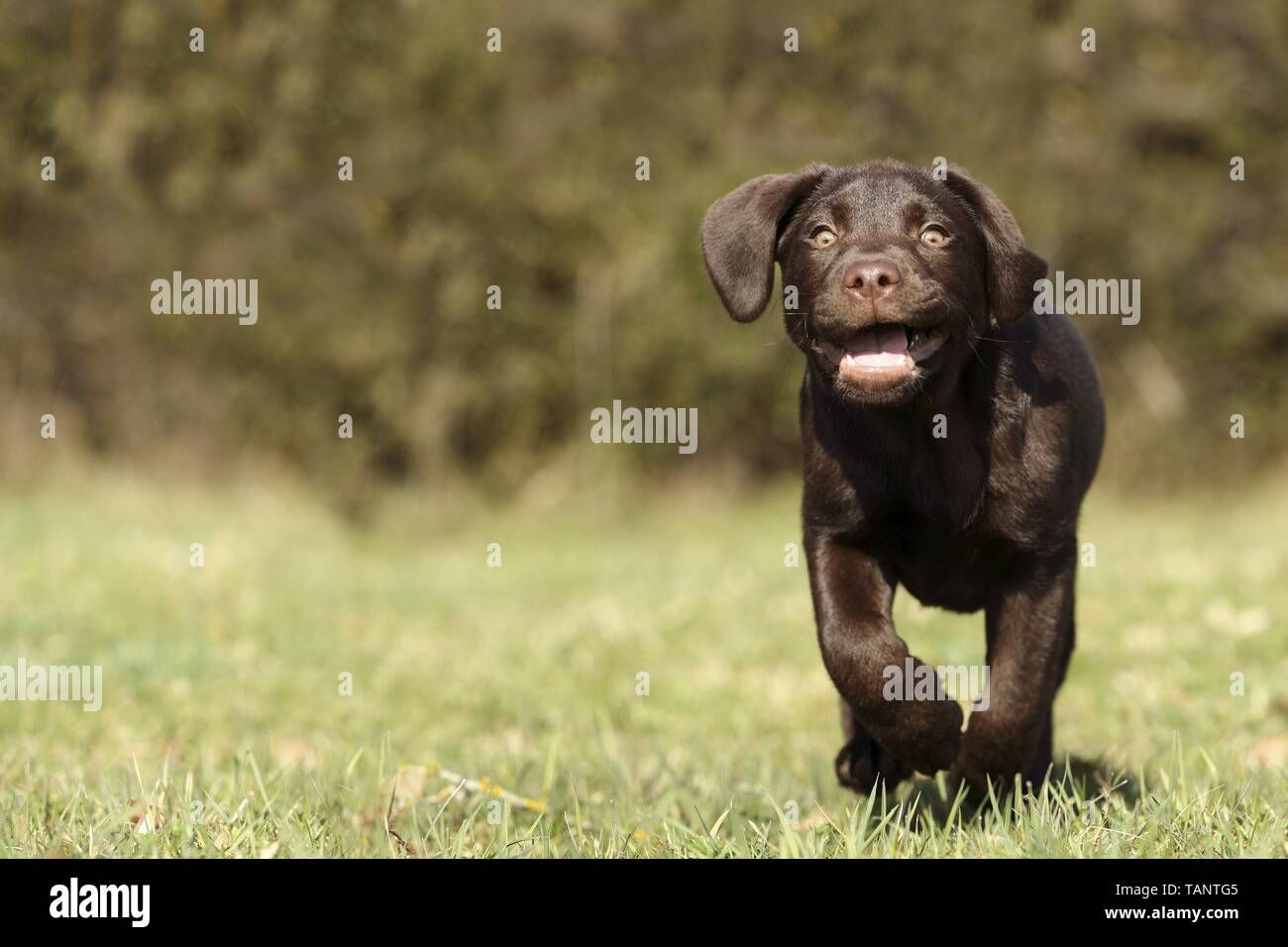 running Labrador Retriever Puppy Stock Photo - Alamy