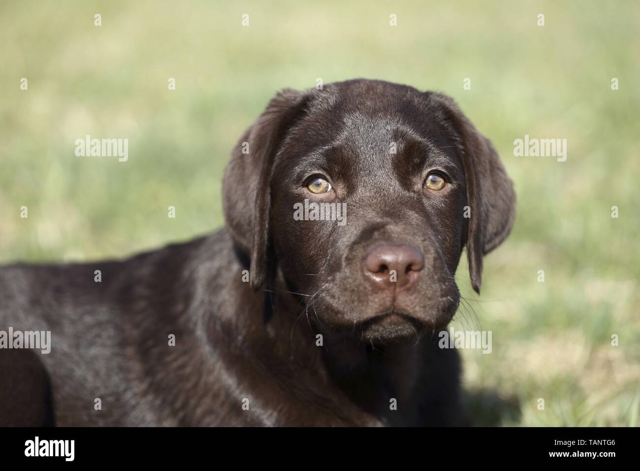 Labrador Retriever Portrait Stock Photo - Alamy