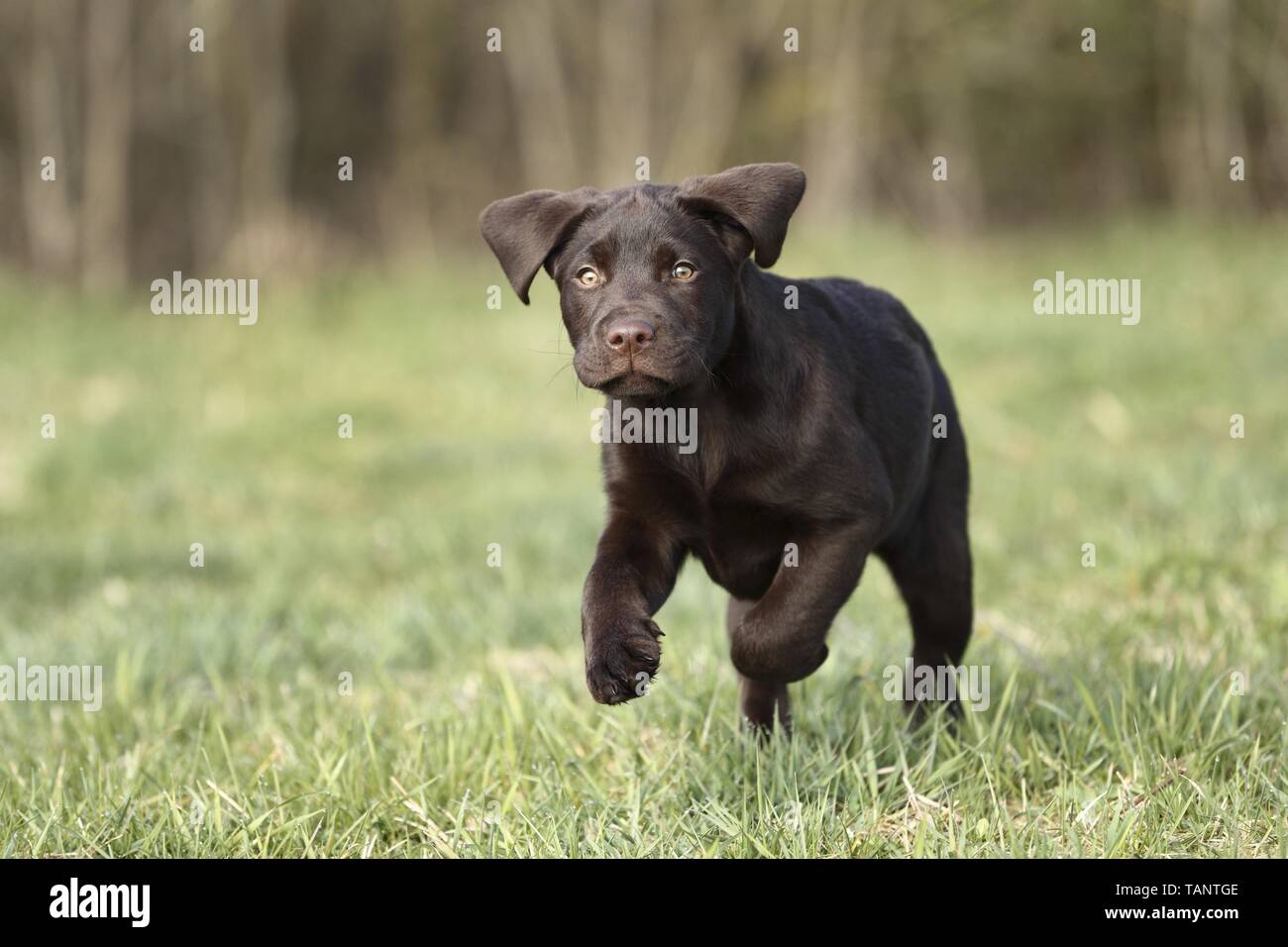 running Labrador Retriever Puppy Stock Photo - Alamy