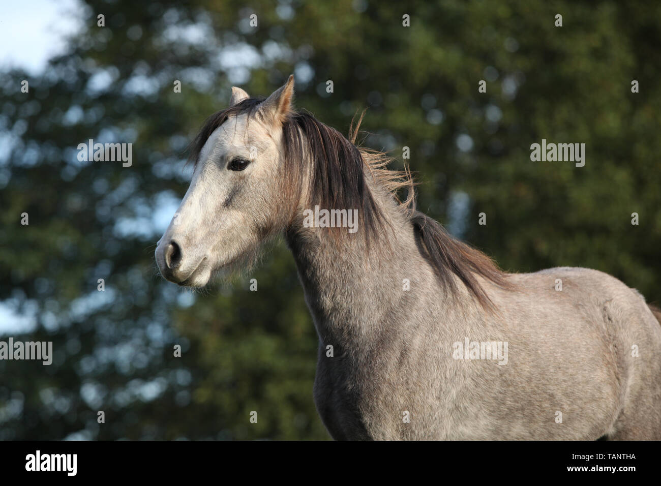 One grey pony with bad looking in front of nature background Stock ...