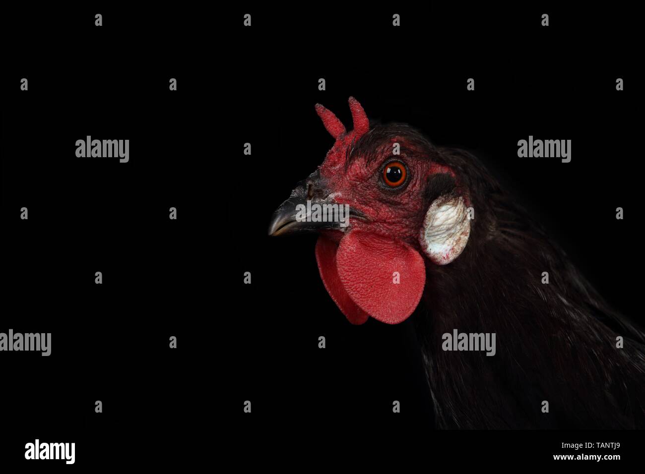 La Fleche Chicken in front of black background Stock Photo - Alamy