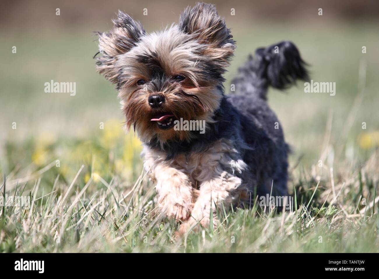 Yorki High Resolution Stock Photography and Images - Alamy