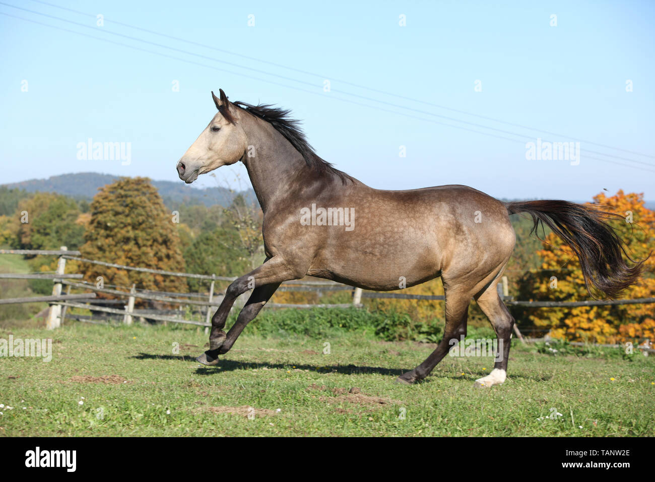 Kinsky horse hi-res stock photography and images - Alamy