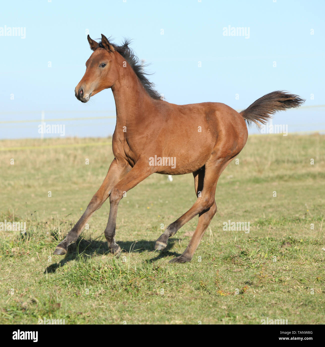Brown Arabian Horses Running