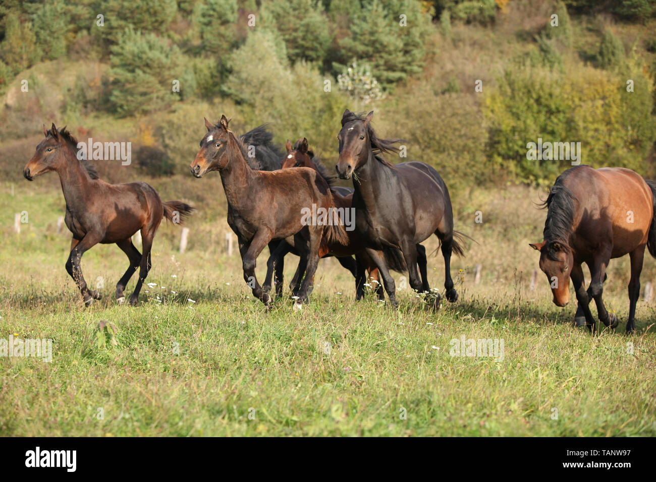 Kabardin horses hi-res stock photography and images - Alamy