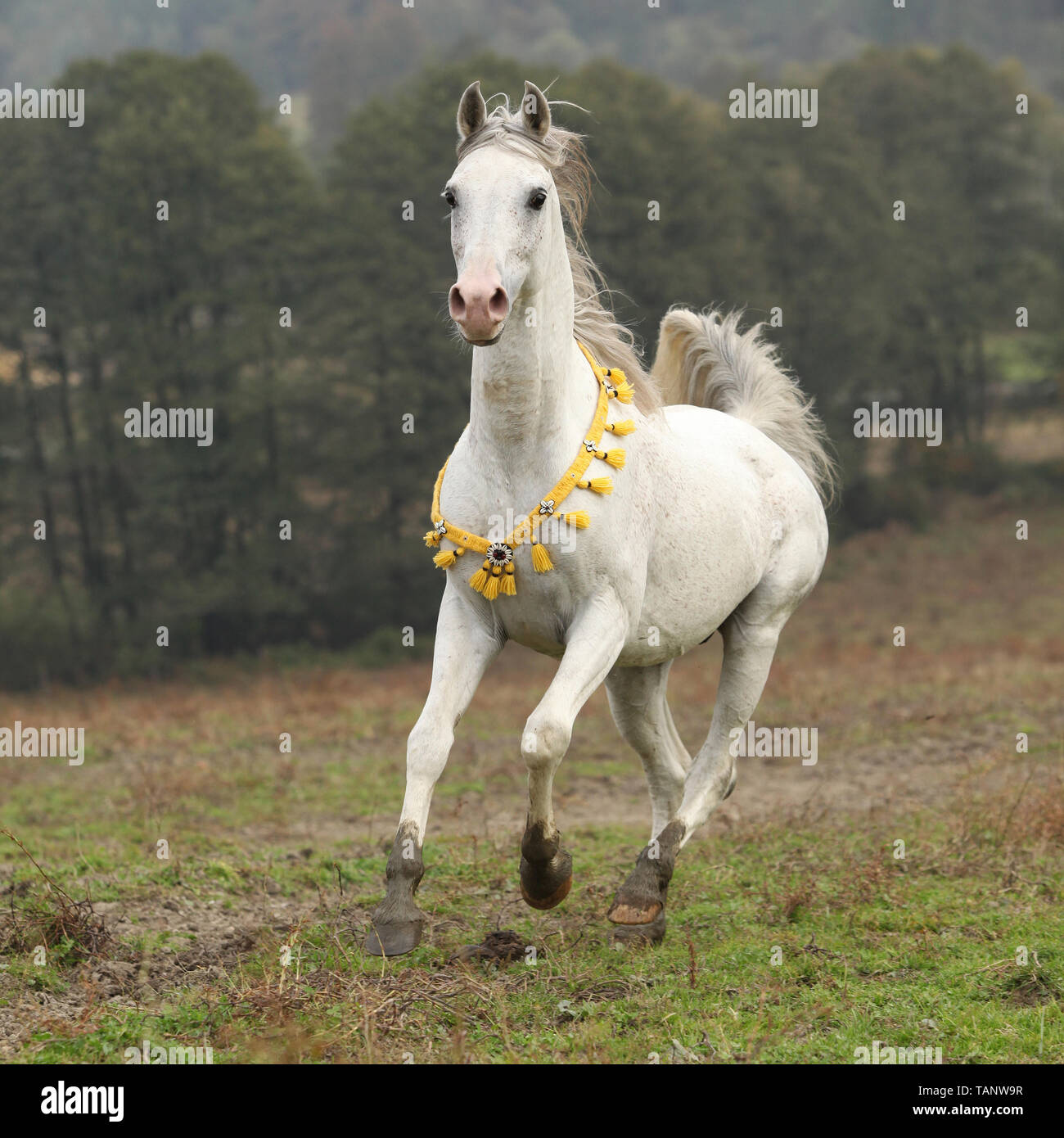Flying Gallop High Resolution Stock Photography and Images - Alamy